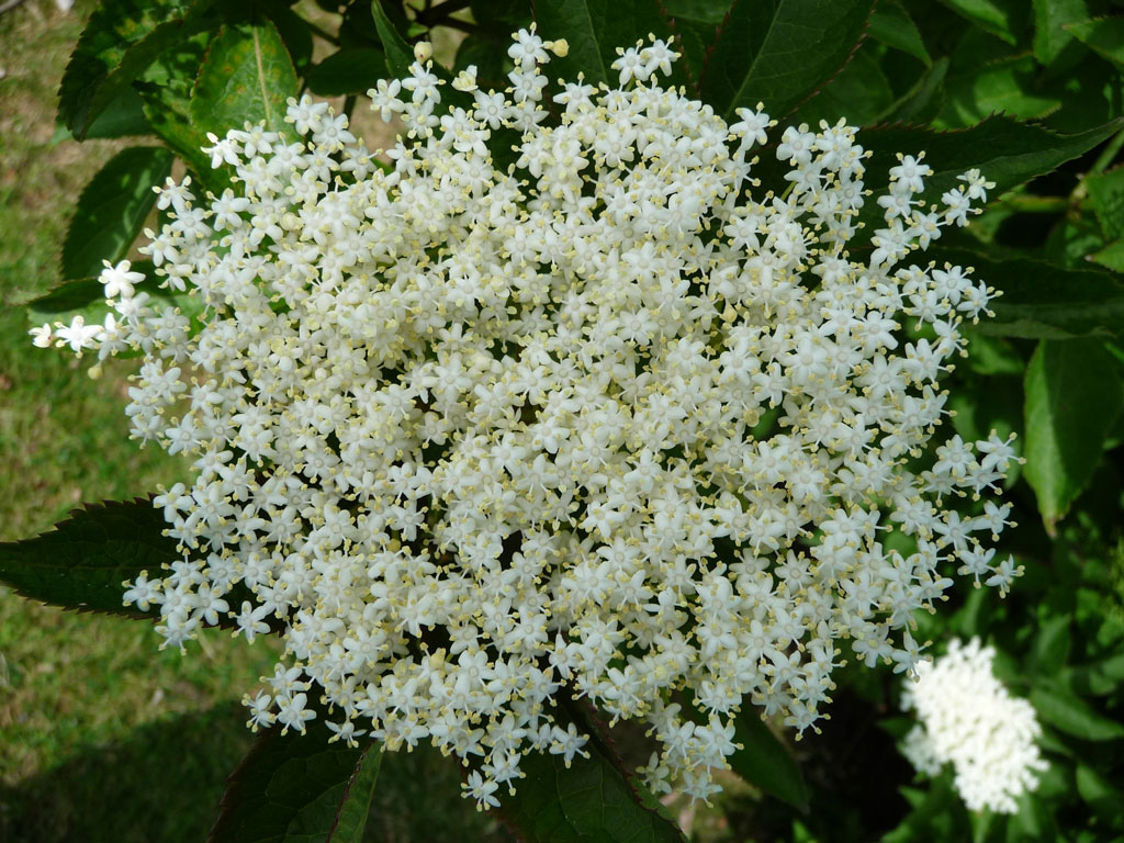 Simplicity: 接骨木花 (Elder Flower)
